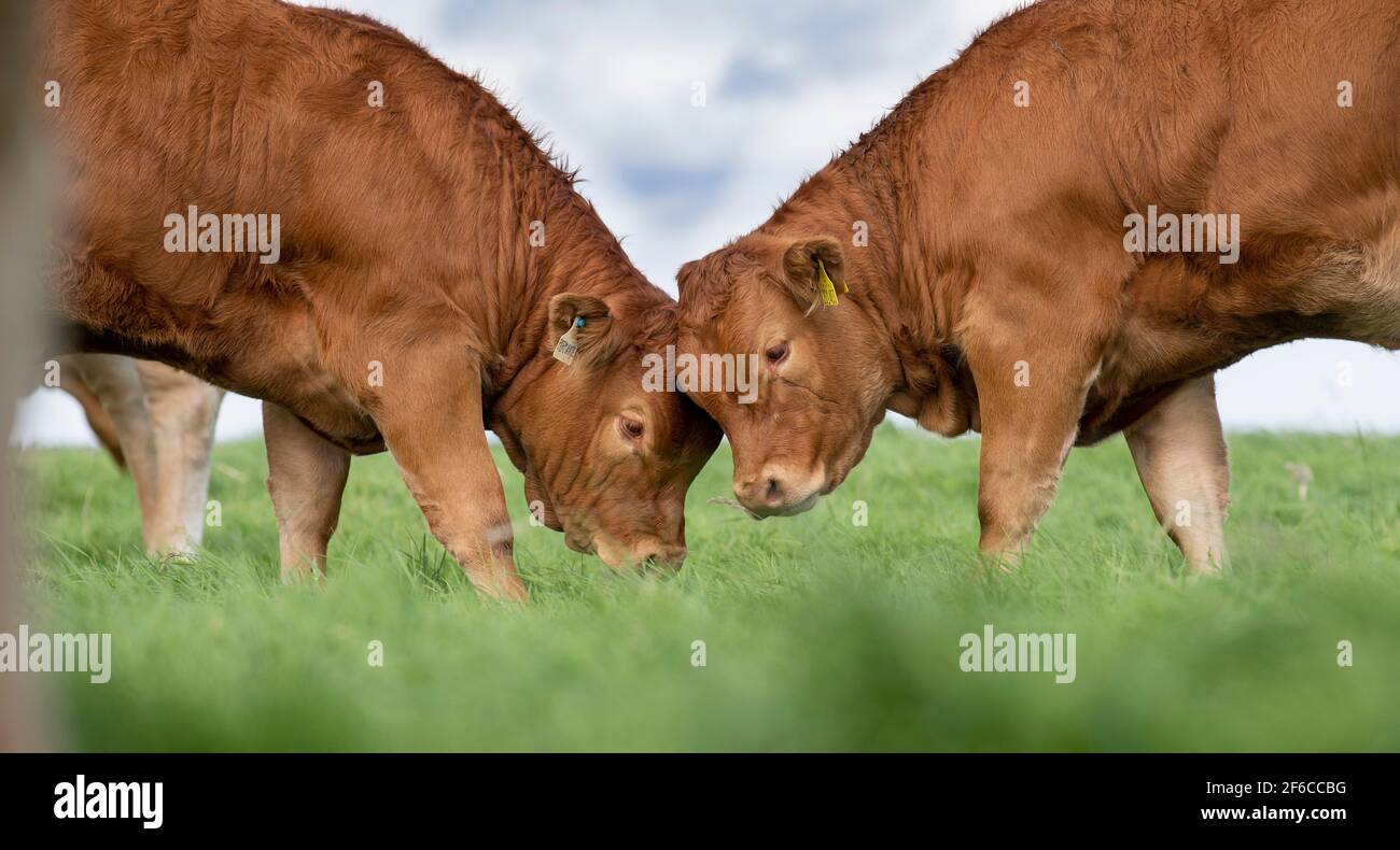Cattle head hi-res stock photography and images - Alamy