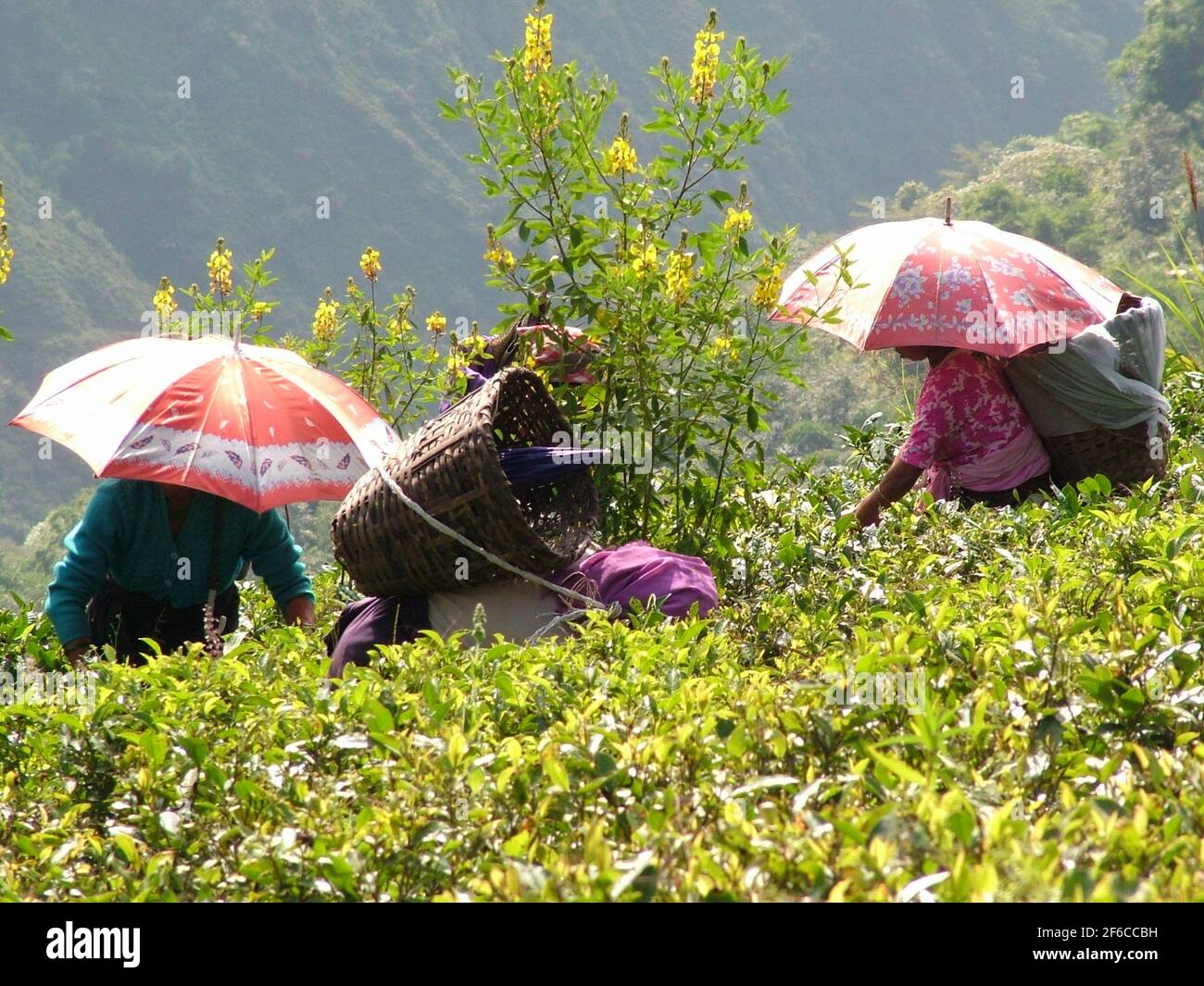 INDIA: SIKKIM TEA PICKERS Stock Photo - Alamy