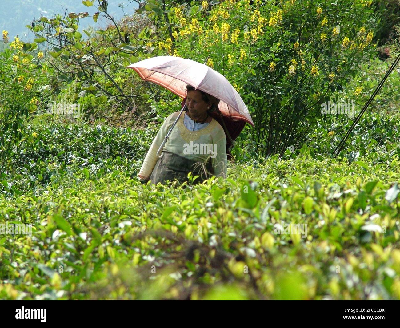 INDIA: SIKKIM TEA PICKERS Stock Photo - Alamy