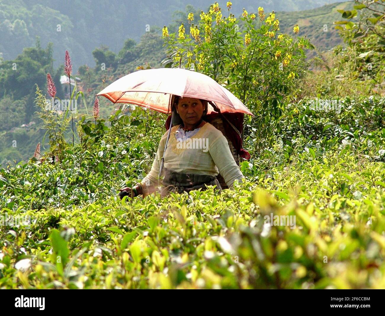 INDIA: SIKKIM TEA PICKERS Stock Photo - Alamy