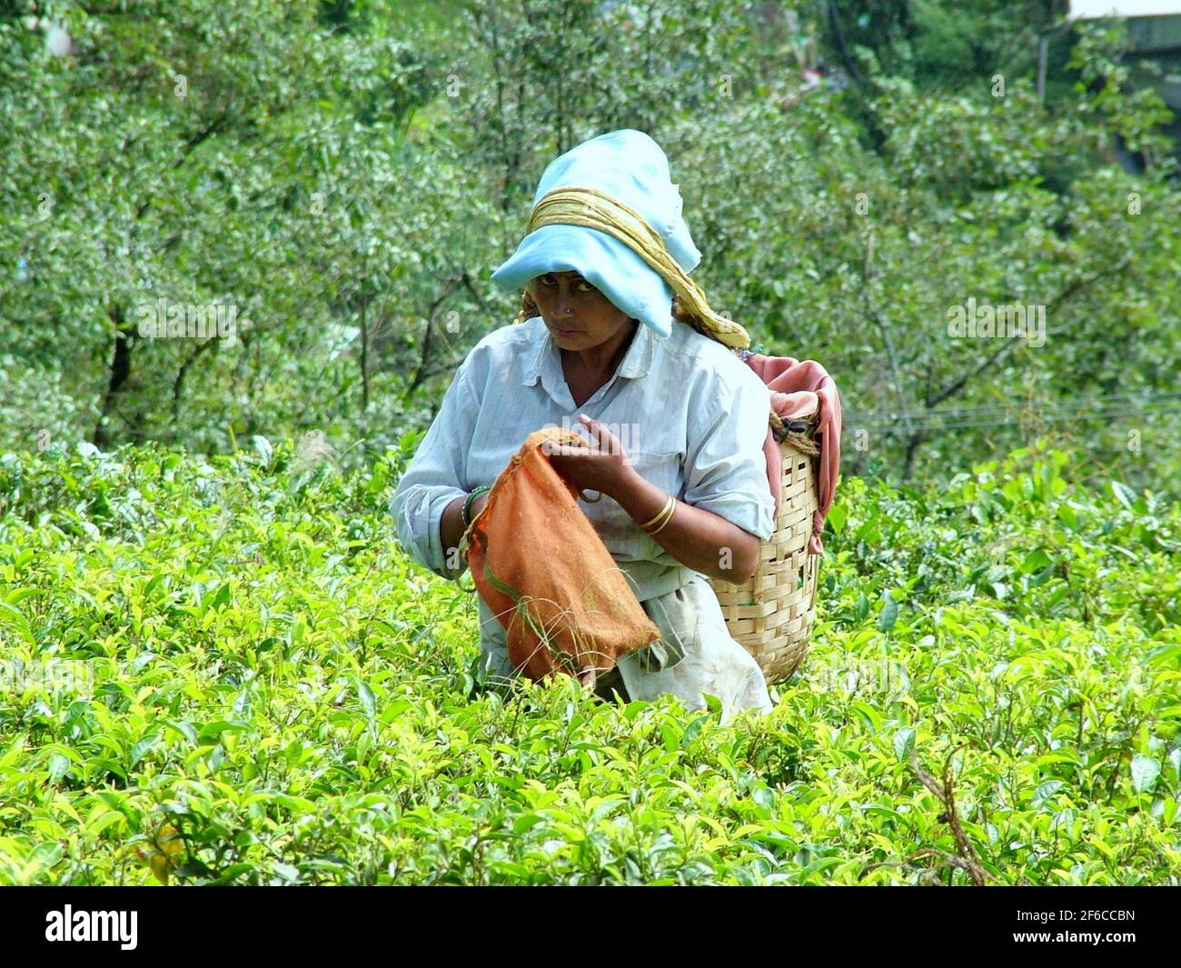 INDIA: SIKKIM TEA PICKERS Stock Photo - Alamy