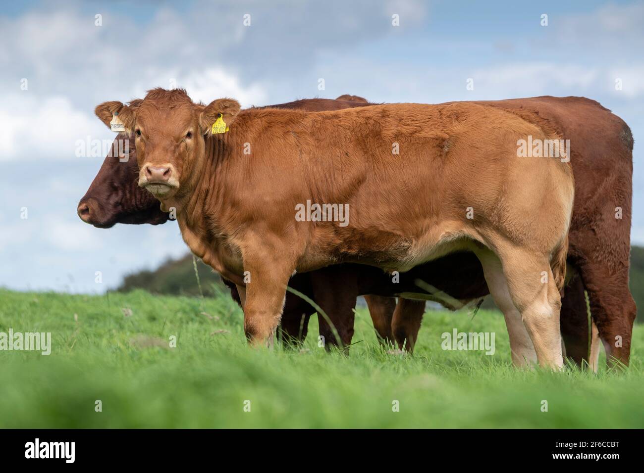 Pedigree Limousin calf on a Luing cow, the calf was born out of the cow ...