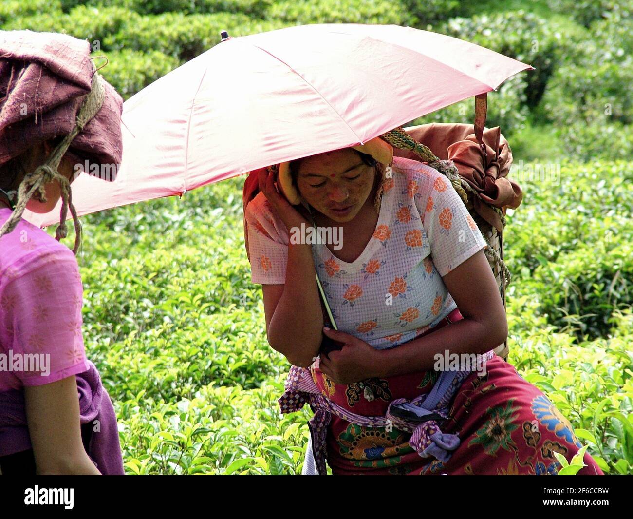 INDIA: SIKKIM TEA PICKERS Stock Photo - Alamy