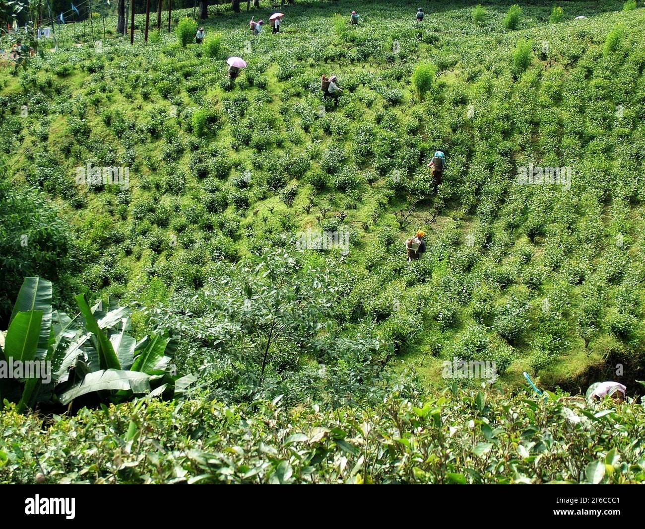 Sikkim agriculture hi-res stock photography and images - Alamy