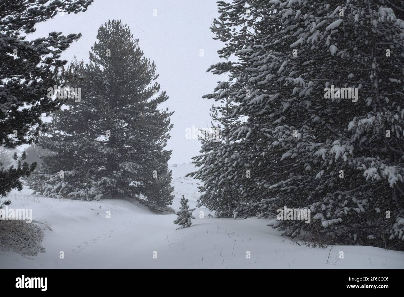 Pine trees in snow snowfall hi-res stock photography and images - Alamy