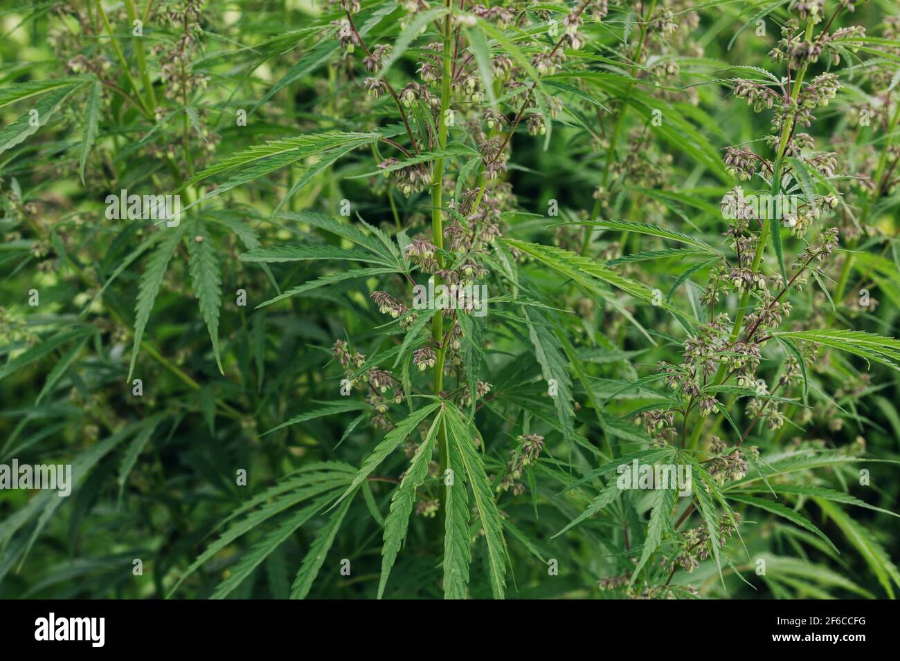 Male cannabis plant blooming hi-res stock photography and images - Alamy
