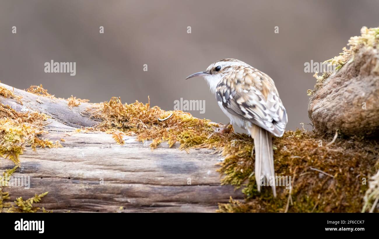 bird, natur, wild lebende tiere, tier, spatz, schnabel, wild, feather ...