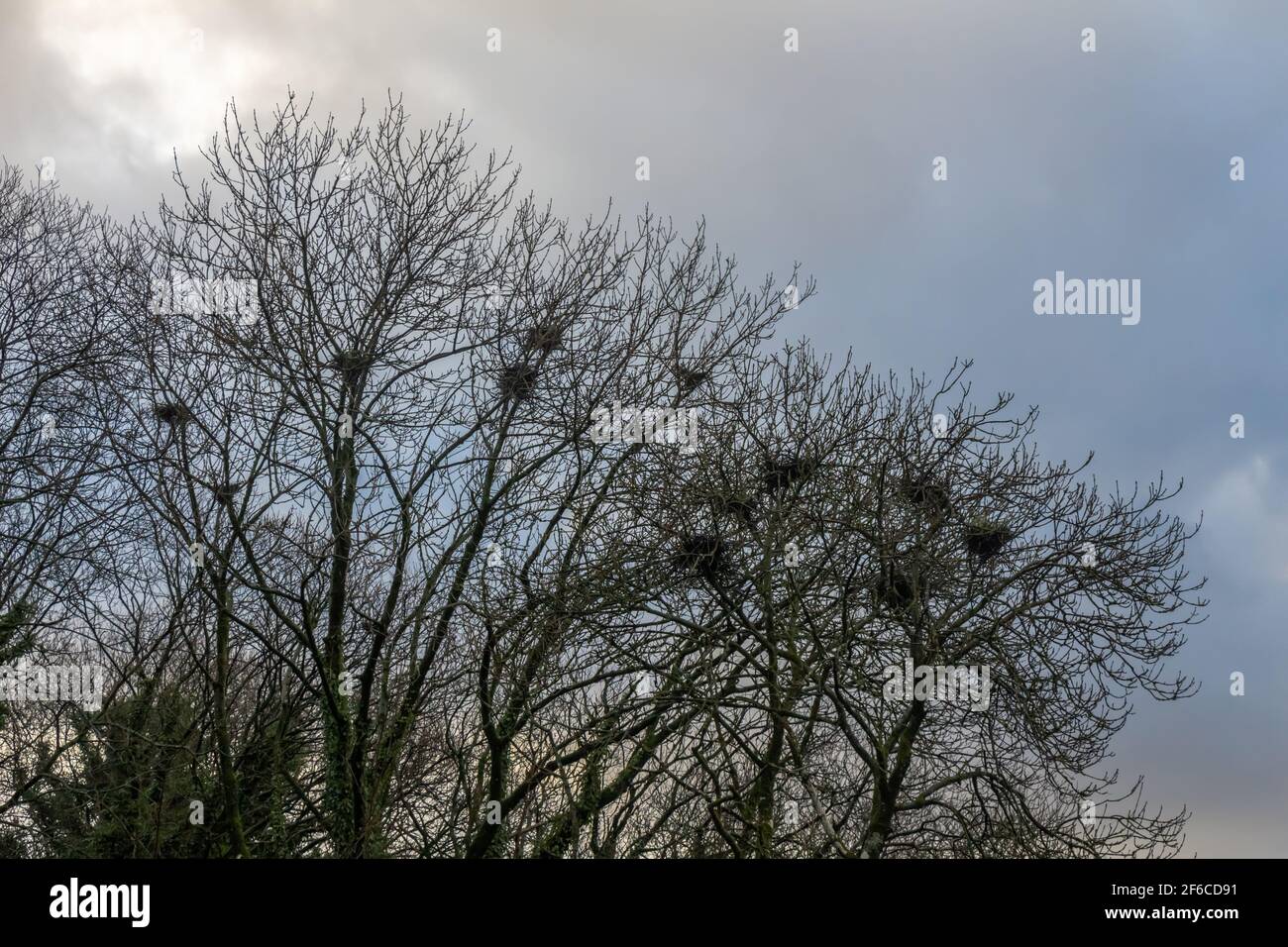 Crow bird nests in trees with no leaves in winter against a blue cloud ...