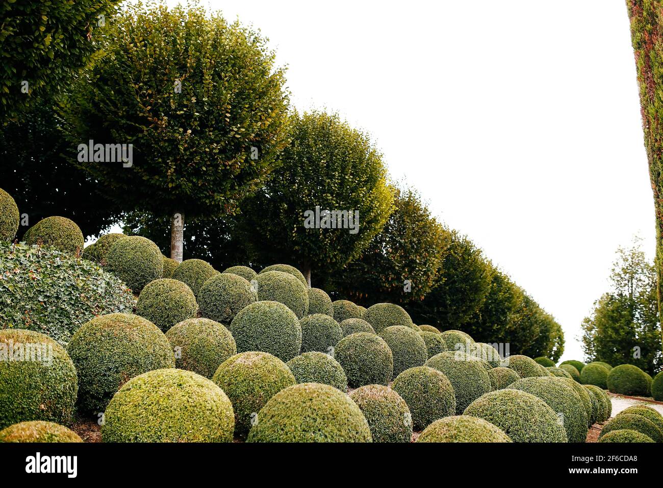 Boxwood balls hi-res stock photography and images - Alamy