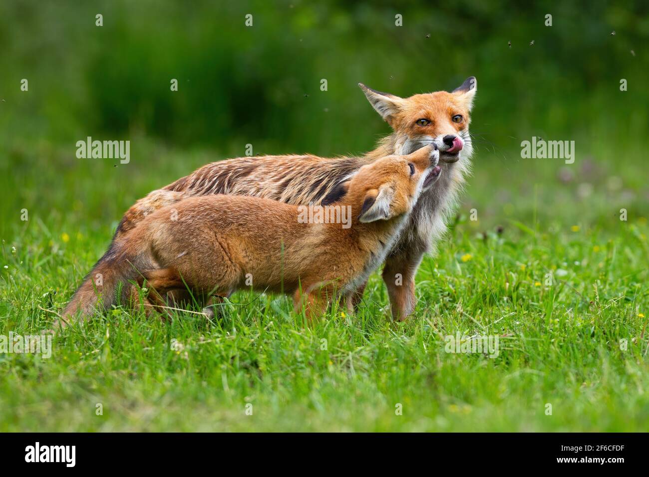 Fox nose hi-res stock photography and images - Alamy