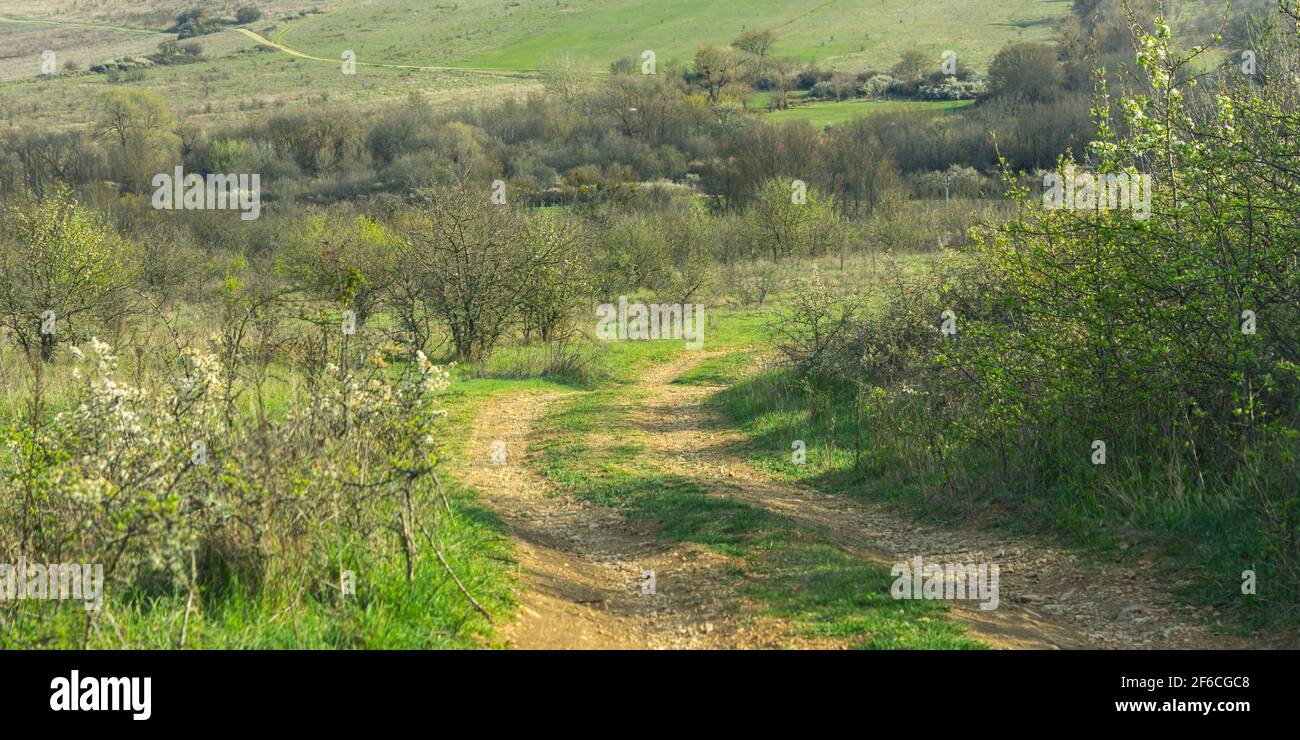 Spring landscape with green grass and road. Summer rural panorama with ...