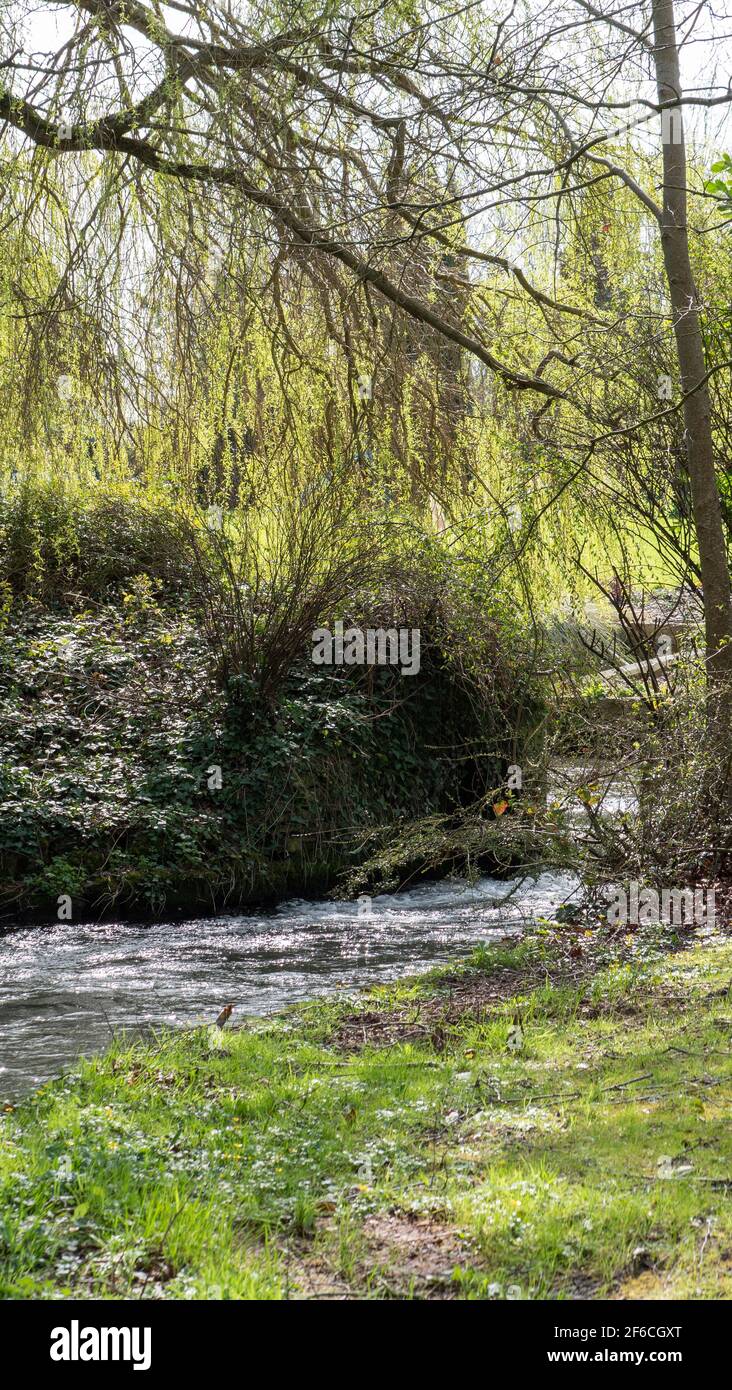 Mill stream at Penleigh Mill, Westbury, Wiltshire, England, UK Stock ...