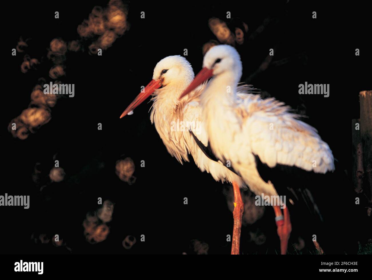 White storks, India Stock Photo - Alamy
