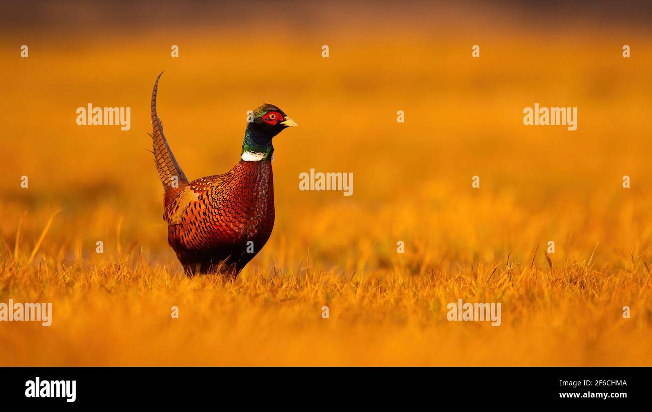Common pheasant male standing on dry field in golden hour Stock Photo ...