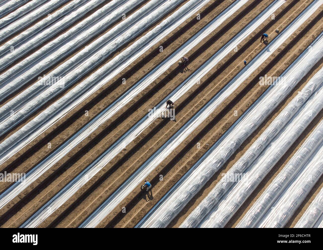 Weiterstadt, Germany. 31st Mar, 2021. Seasonal workers poke asparagus ...
