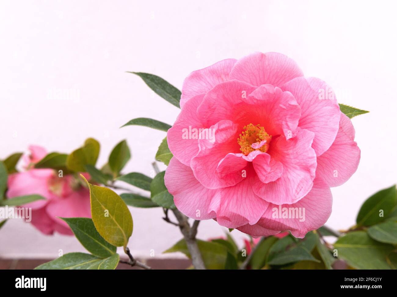 Camellia flower close up; Camellia Japonica aka Common Camellia or ...
