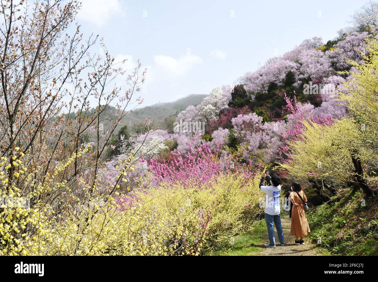 Cherry blossoms are in full bloom at Hanamiyama park in Fukushima ...