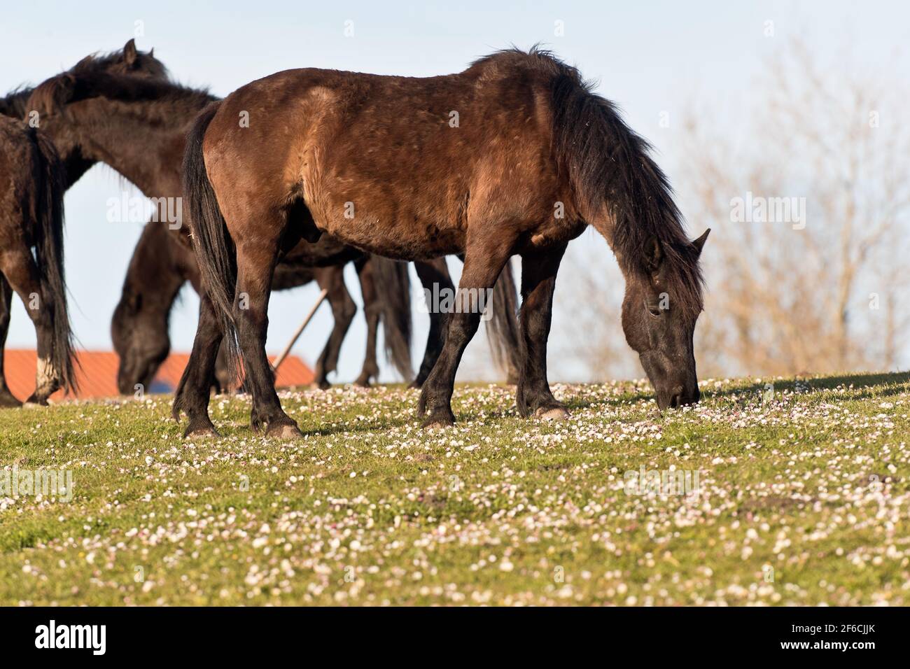 Asturcon pony hi-res stock photography and images - Alamy