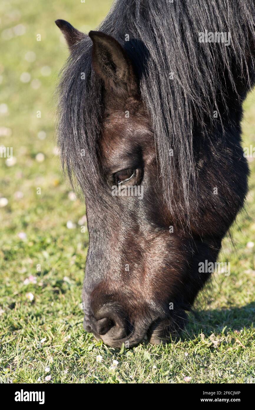 Asturcon pony hi-res stock photography and images - Alamy