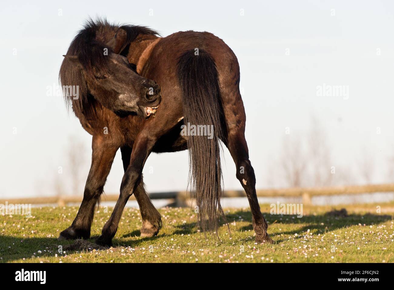The Asturcón or Asturian pony is a small breed of rustic horse of ...