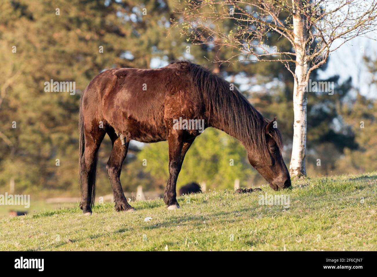 The Asturcón or Asturian pony is a small breed of rustic horse of ...