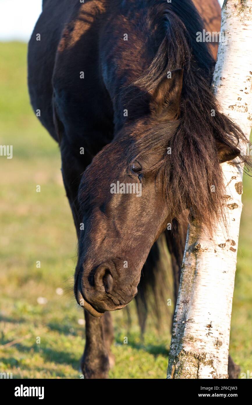 The Asturcón or Asturian pony is a small breed of rustic horse of ...