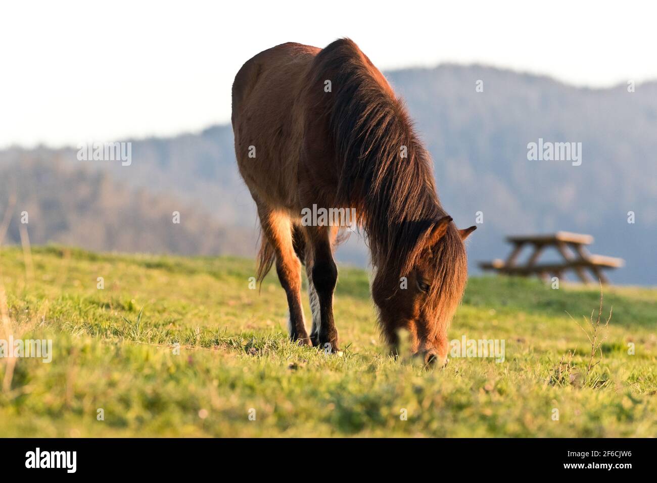 The Asturcón or Asturian pony is a small breed of rustic horse of ...