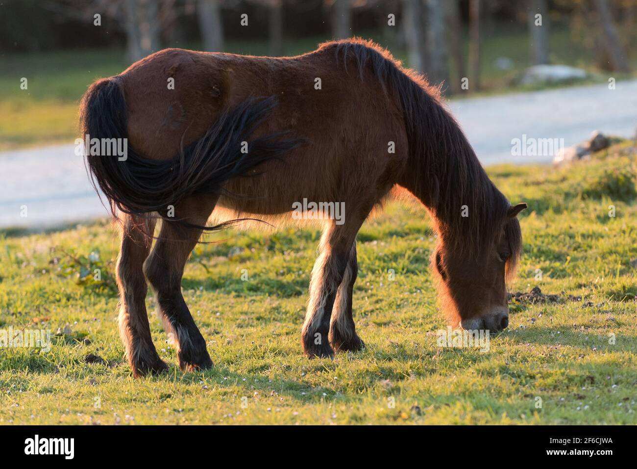 Asturcon pony hi-res stock photography and images - Alamy