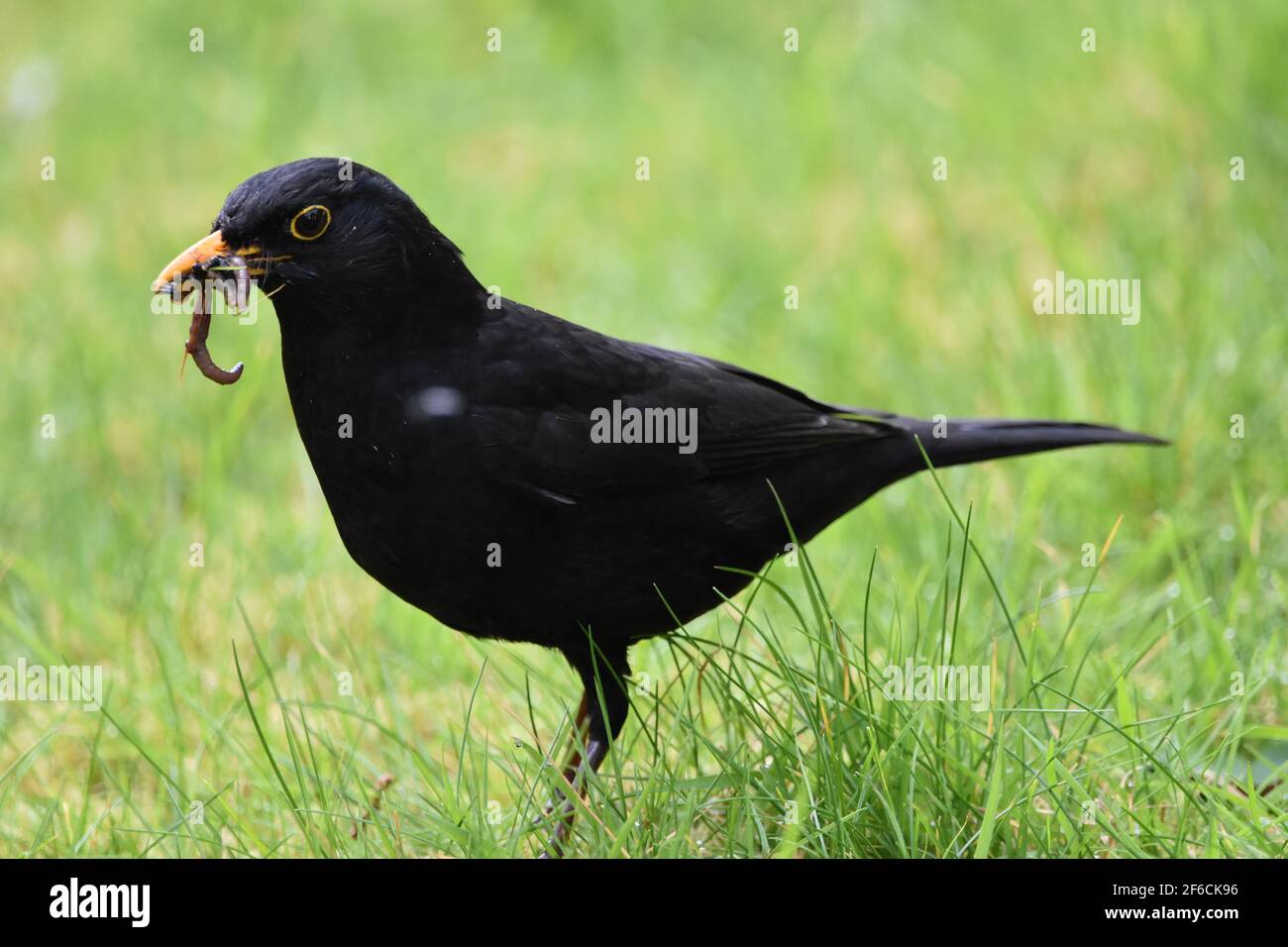 A black bird eating a worm with a grass green background Stock Photo ...