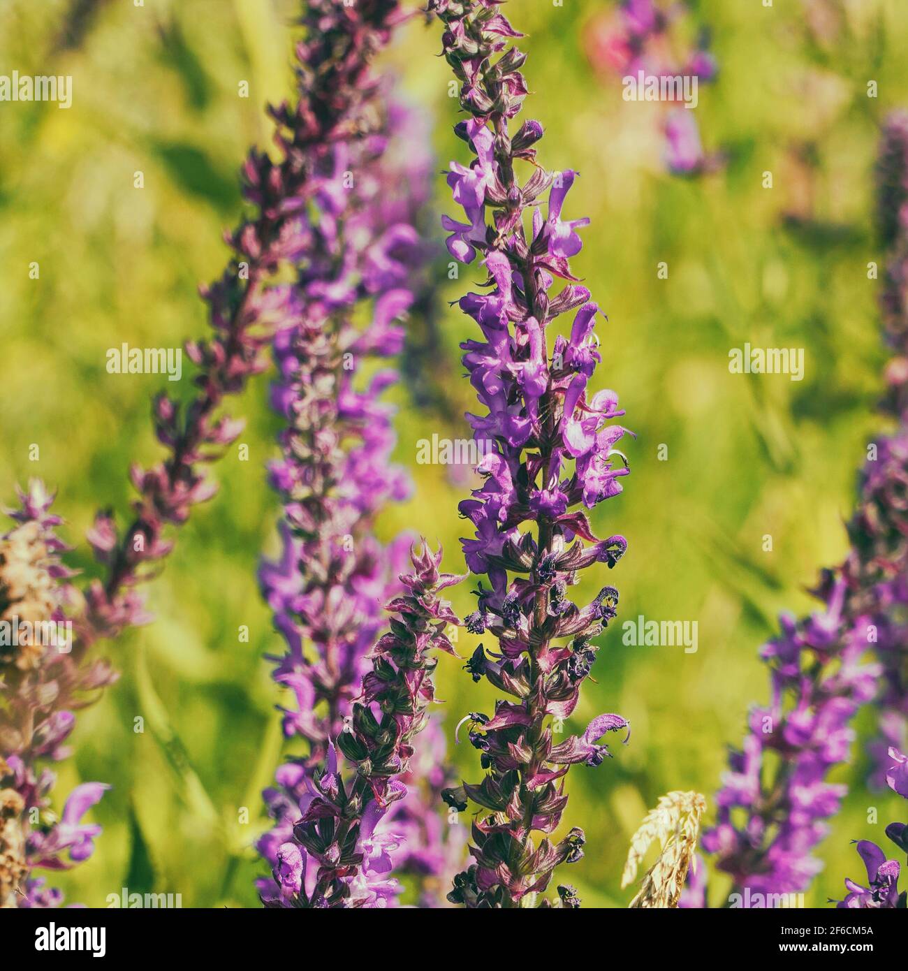 Purple flowers of wild meadow sage in the wild. Wild Salvia on a summer ...