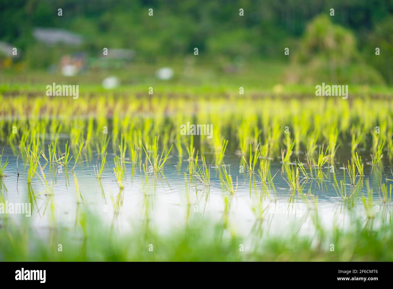 rice sprouts close-up in soft focus Stock Photo - Alamy