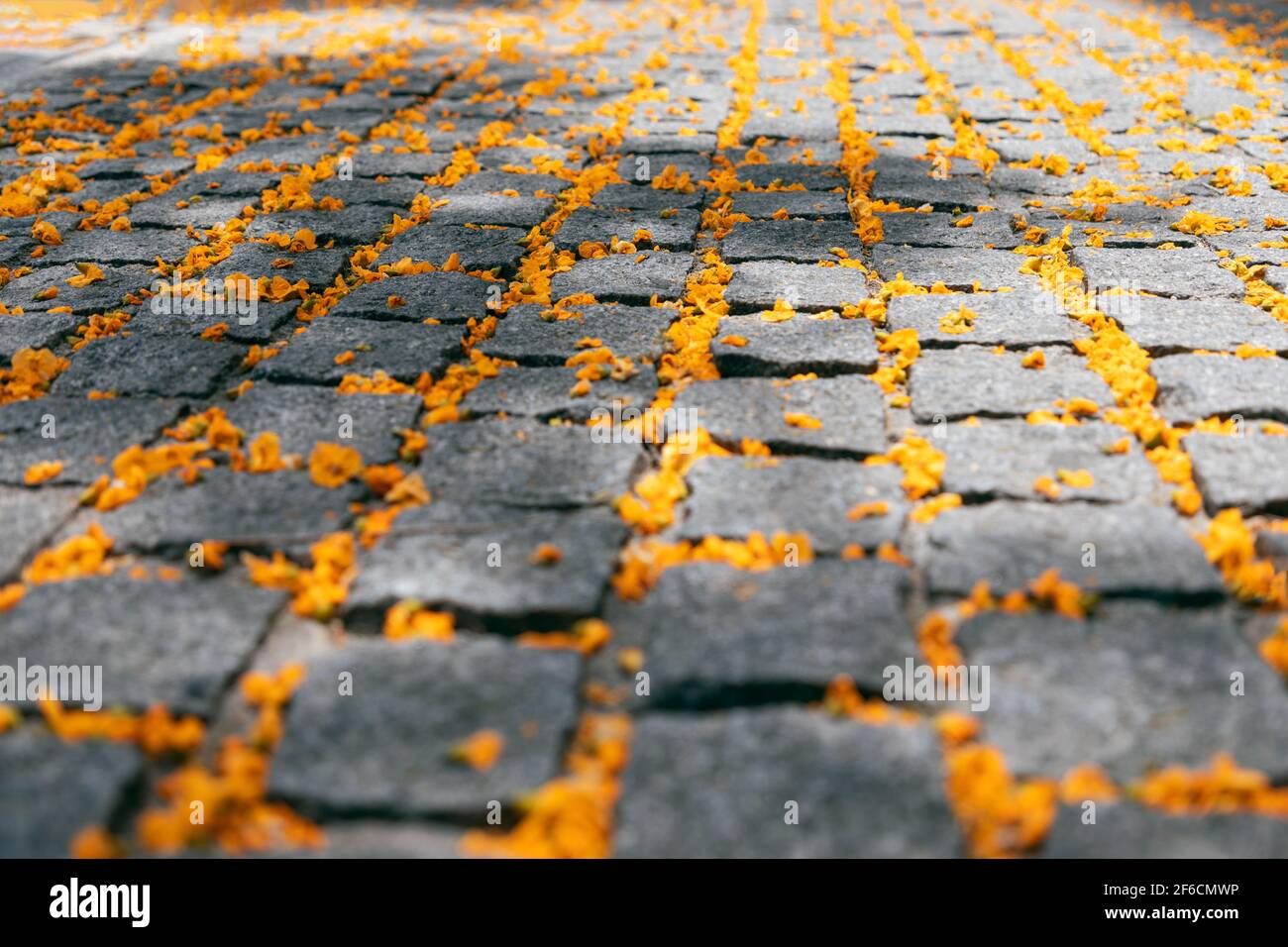 Life surface paving stone hi-res stock photography and images - Alamy