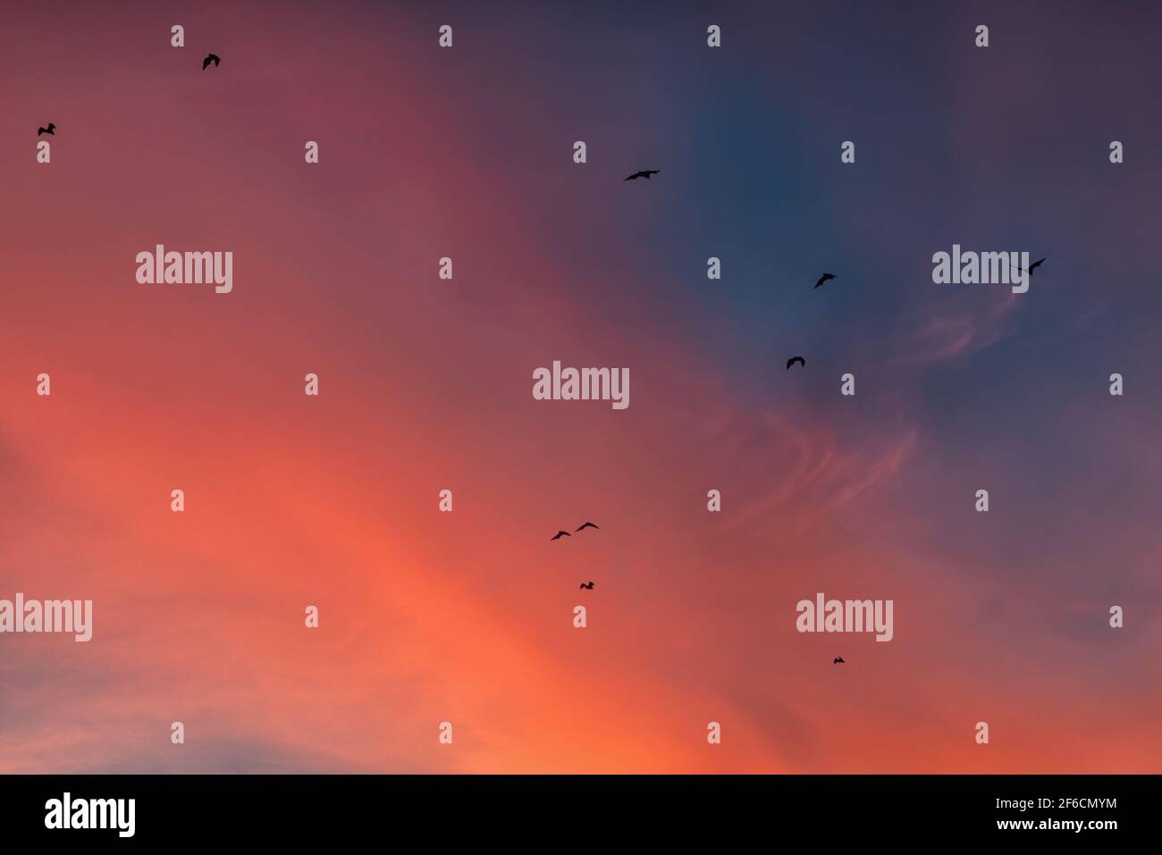 Summer evening bats hi-res stock photography and images - Alamy