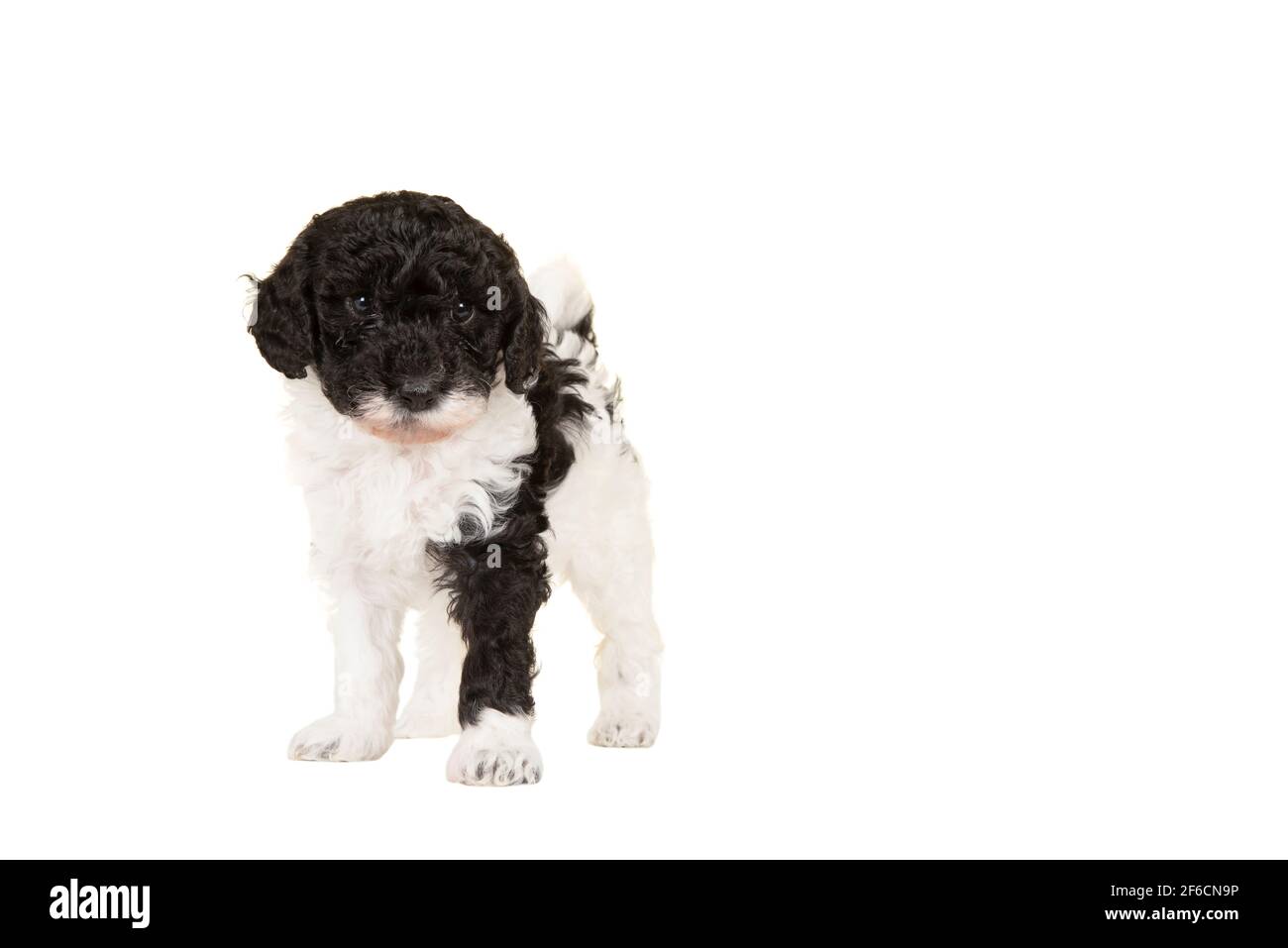 Cute black and white labradoodle puppy standing isolated on a white ...