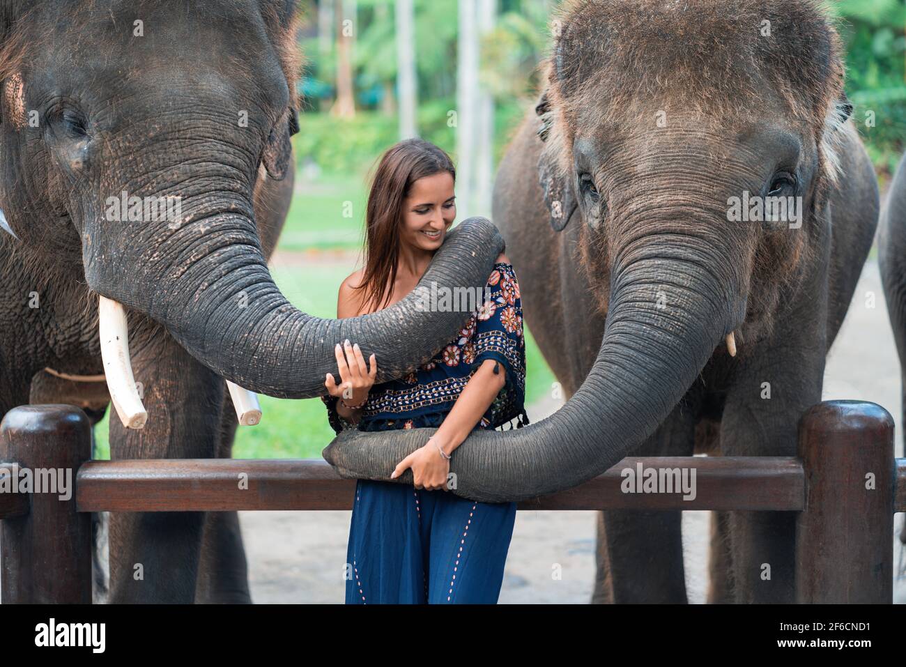 Elephants hugging hi-res stock photography and images - Alamy