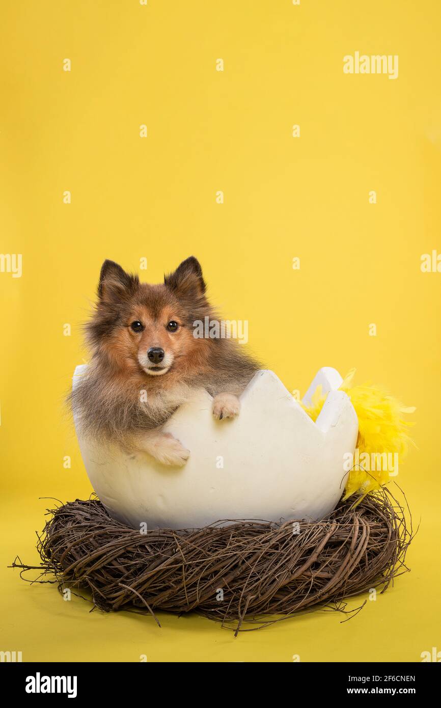 Shetland sheepdog in a easter egg shell in a animals nest on a yellow ...