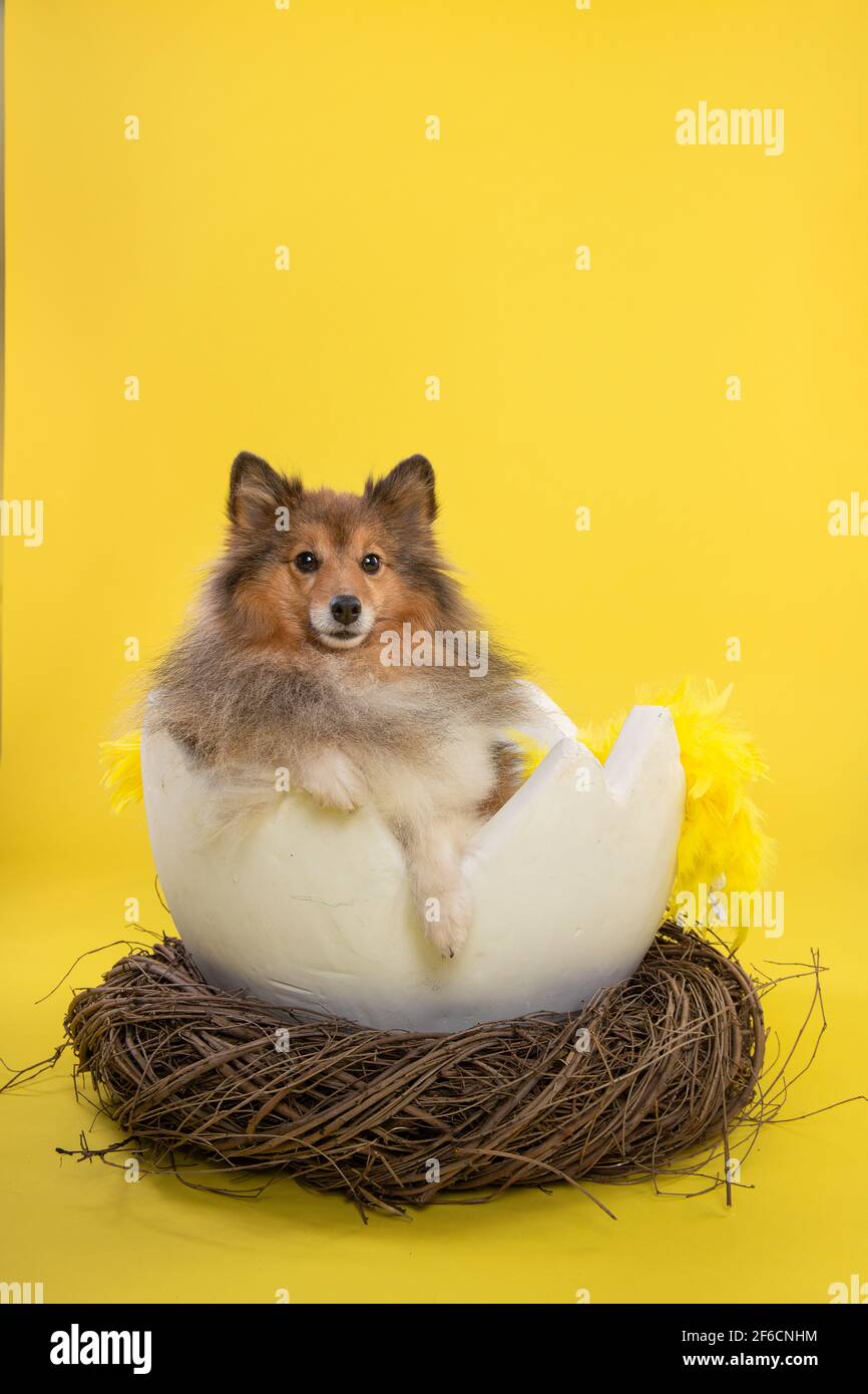 Shetland sheepdog in a easter egg shell in a animals nest on a yellow ...