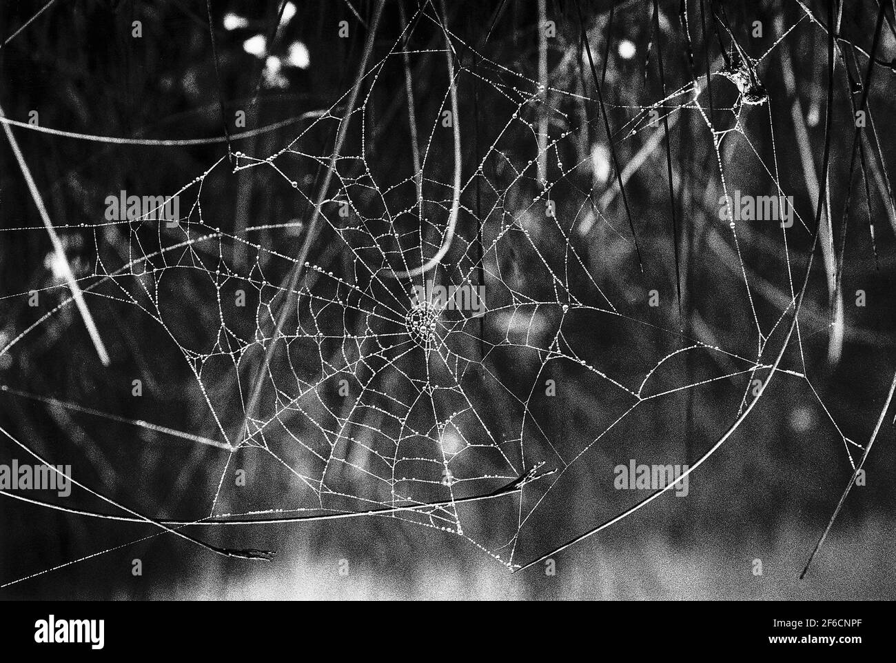 Spiders Web hangs between branches Dbase Stock Photo - Alamy