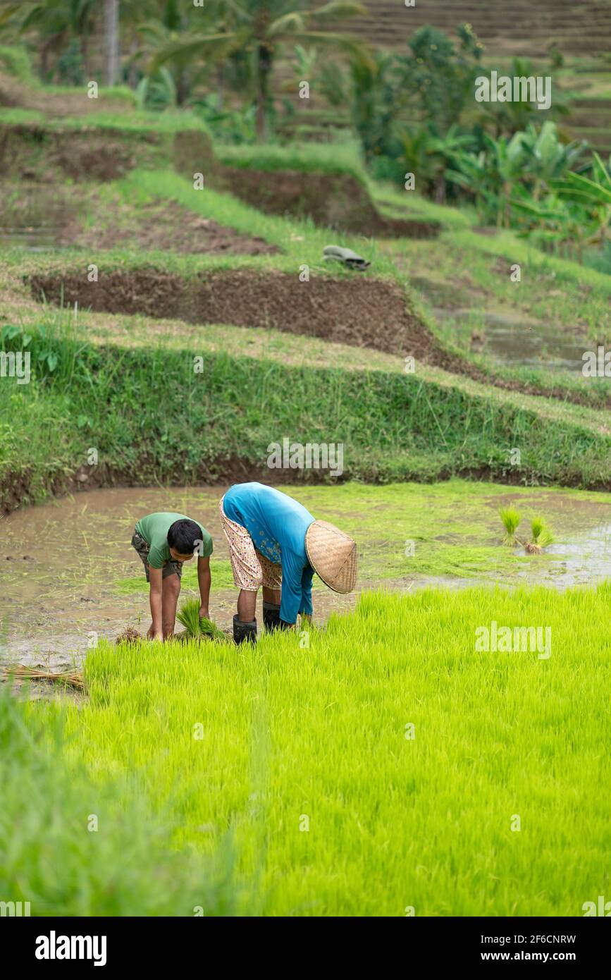 the boy helps an adult with cleaning rice on the field Stock Photo - Alamy