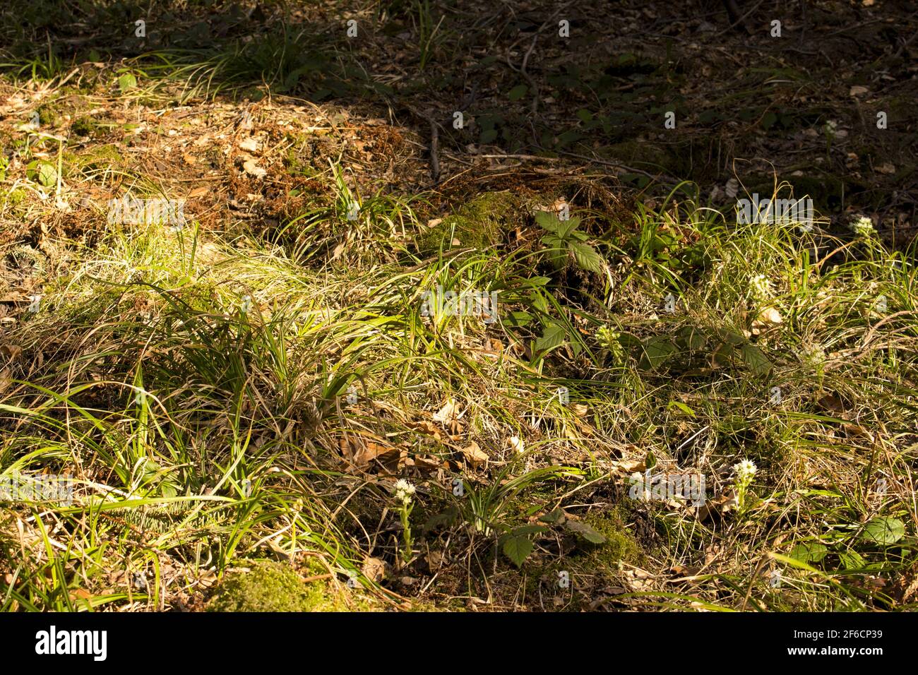 various woodland plant in forest Stock Photo - Alamy