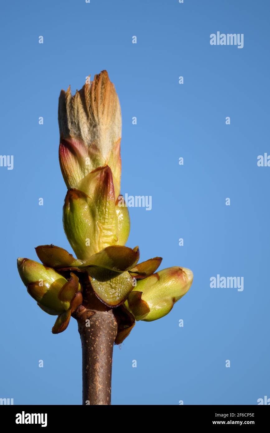 Sticky bud hi-res stock photography and images - Alamy