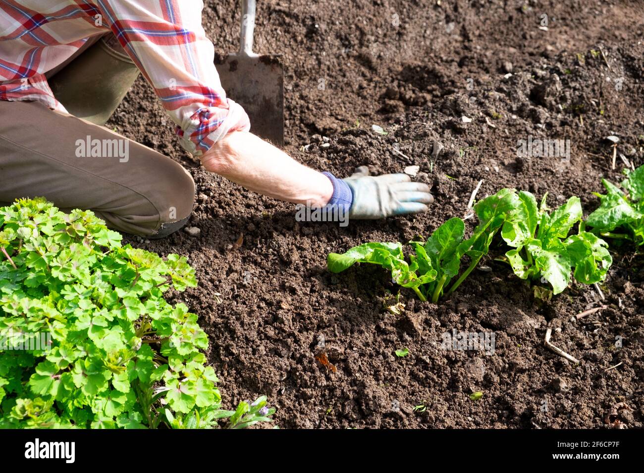 Hand weeding hi-res stock photography and images - Alamy