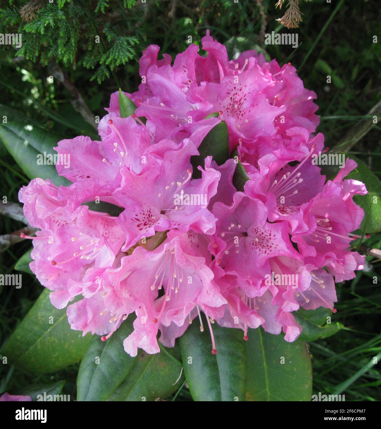 RHODODENDRON flowering in garden Stock Photo - Alamy