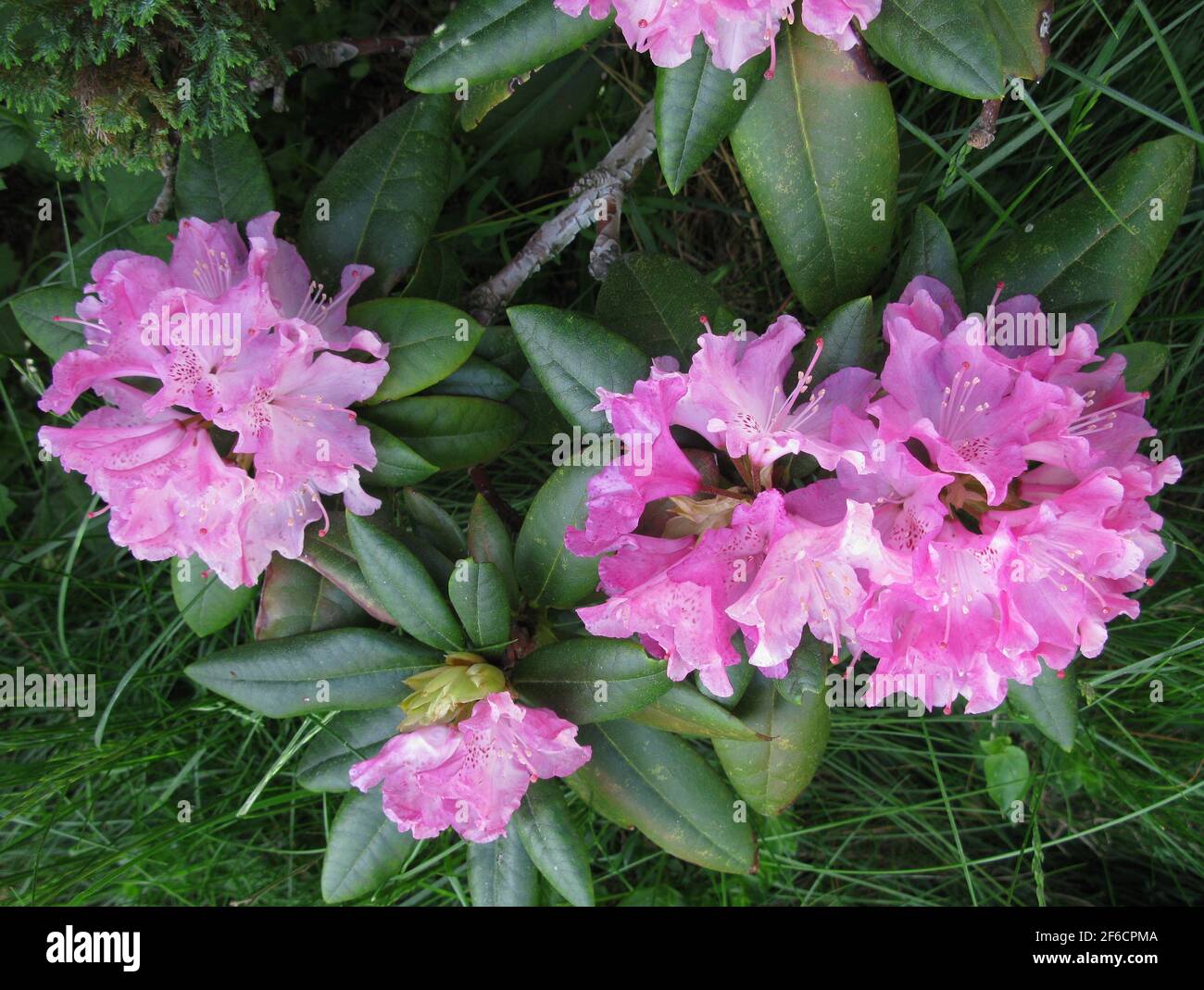 RHODODENDRON flowering in garden Stock Photo - Alamy