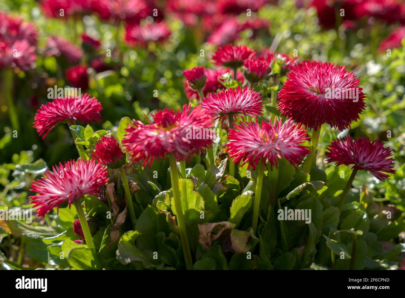 Bruisewort hi-res stock photography and images - Alamy