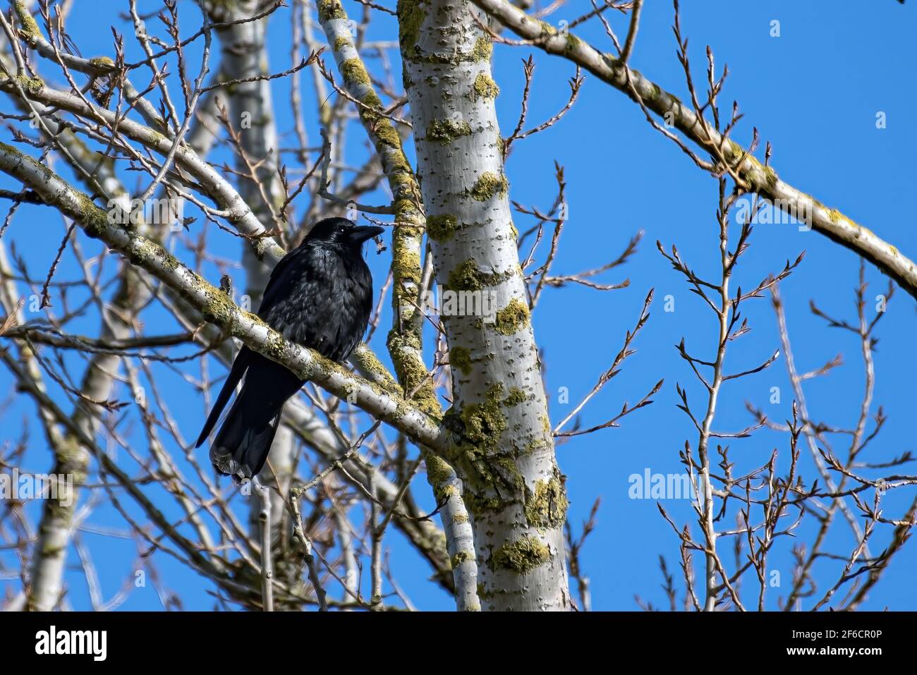 Crow at Wiesengrund in Erlangen at Germany Stock Photo - Alamy