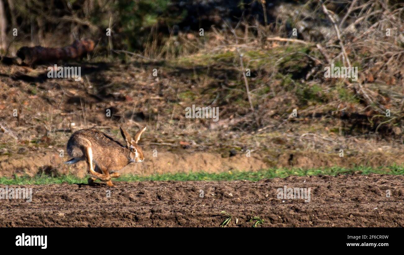 Runing field hare hi-res stock photography and images - Alamy