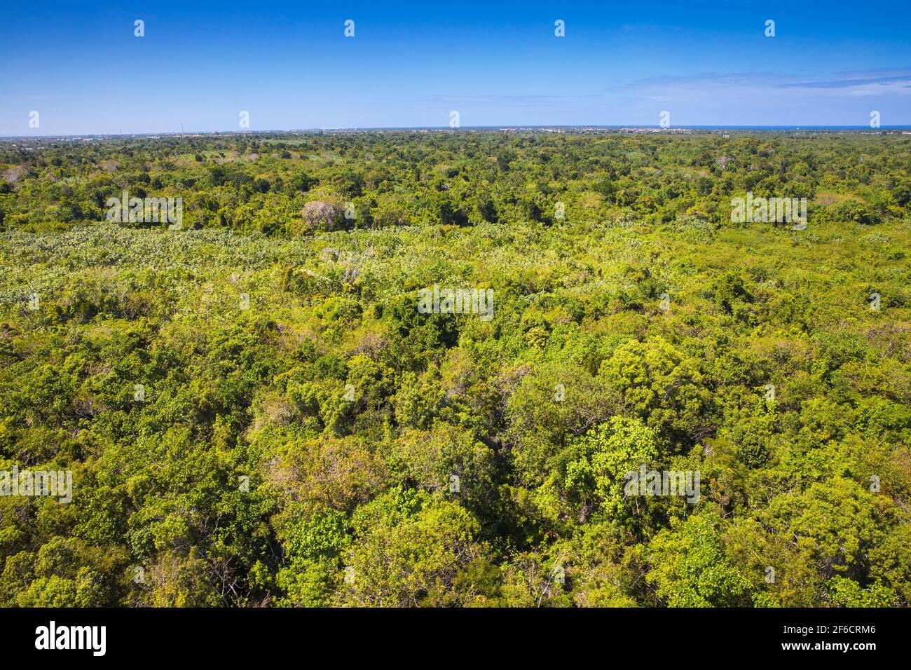 Dominican Republic, Punta Cana, Rain forest Stock Photo - Alamy