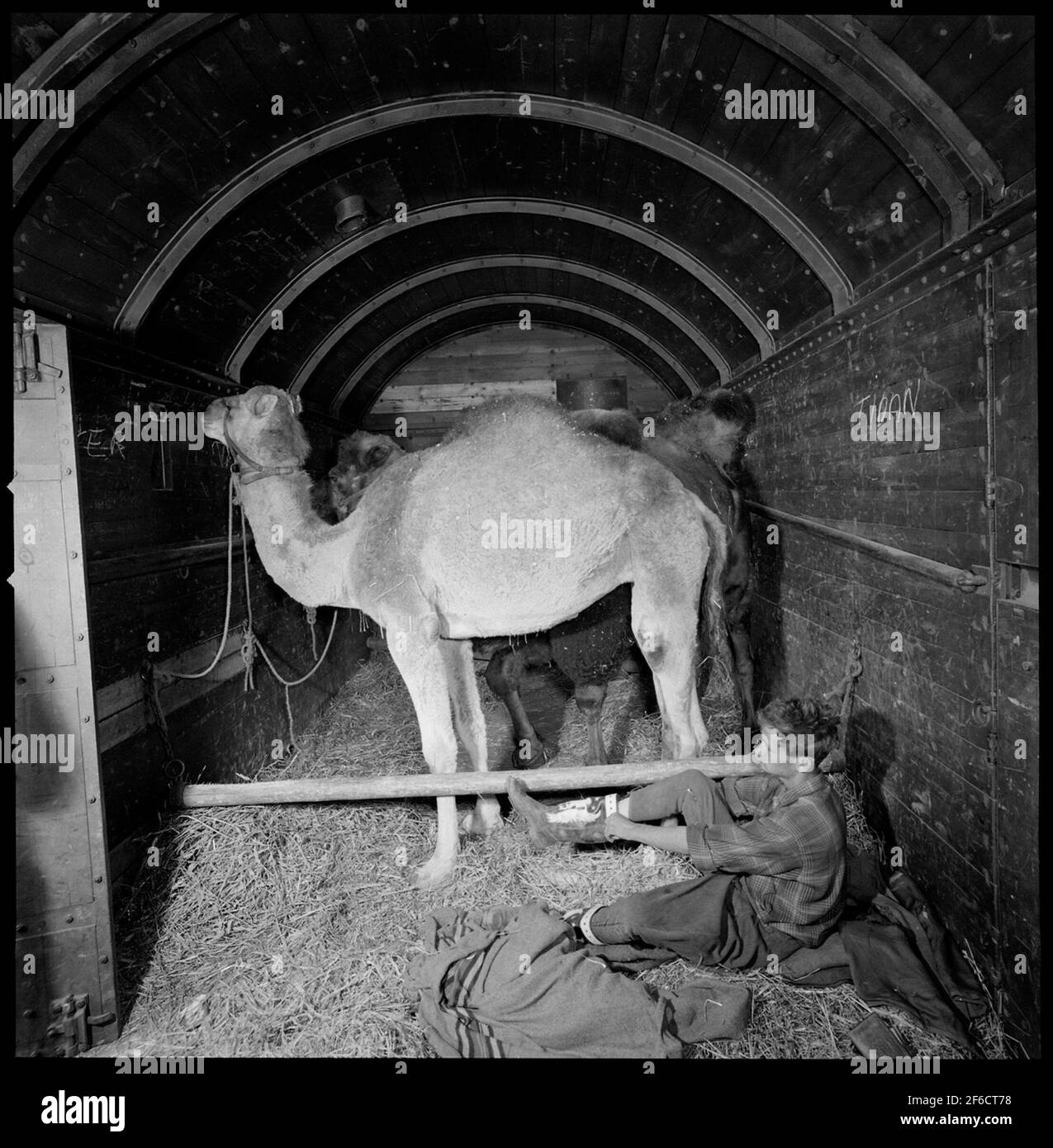 Animals in public Black and White Stock Photos & Images - Alamy