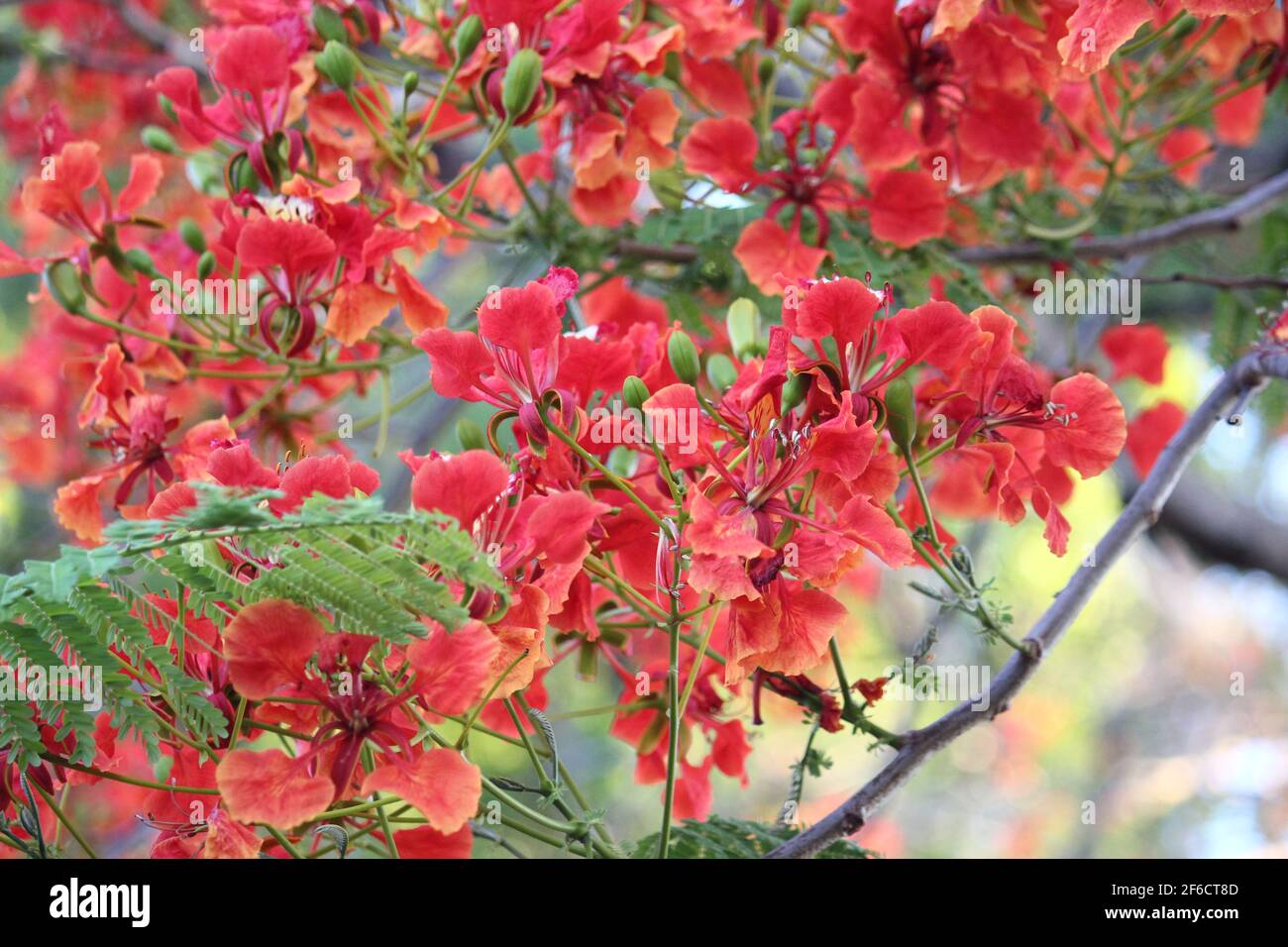 Delonix regia or royal poincian in flamboyant bloom Stock Photo - Alamy